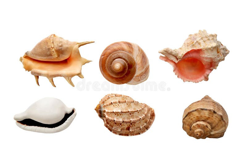 Sea Shells on a White Background Flat in Composition Stock Image ...