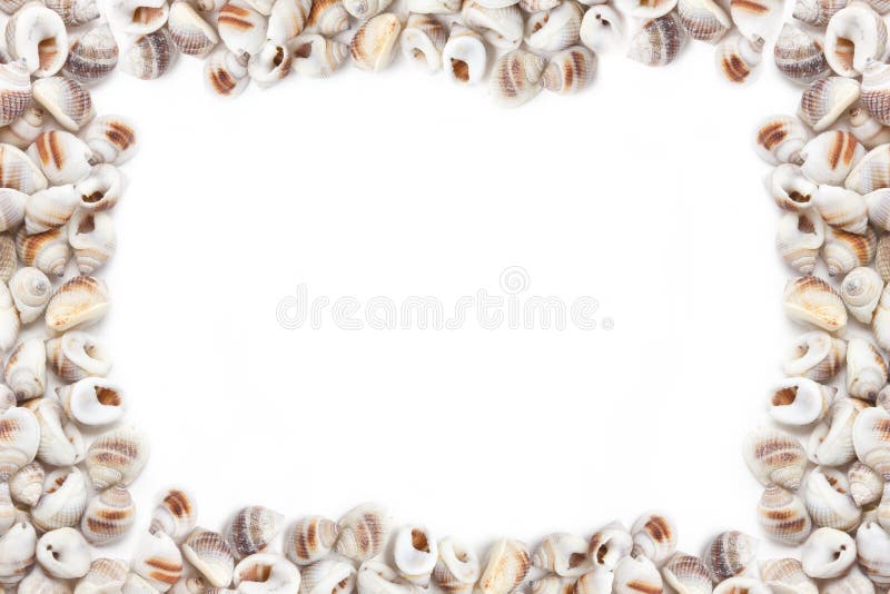 Sea Shells on White Background. Stock Image - Image of group, detail ...