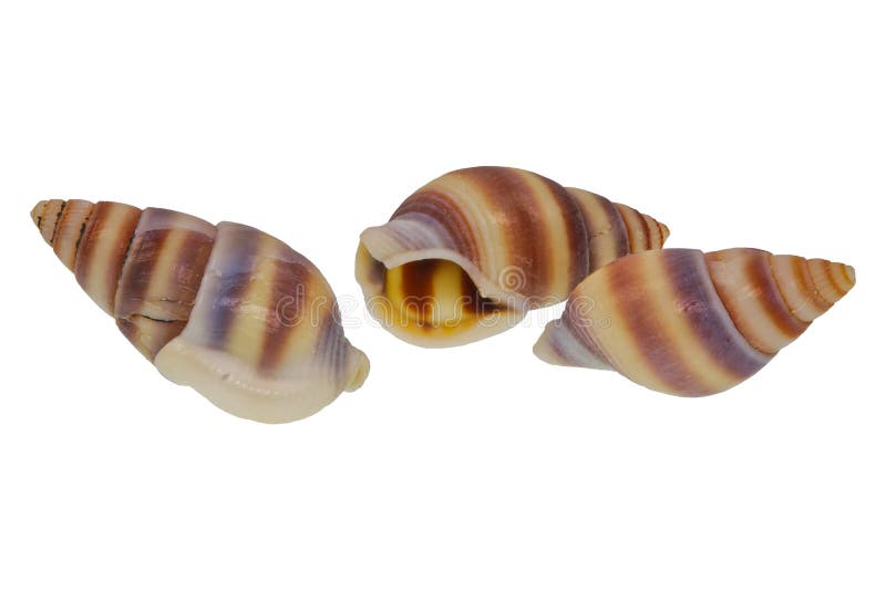 Sea Shells on a White Background Stock Photo - Image of shell, fish ...