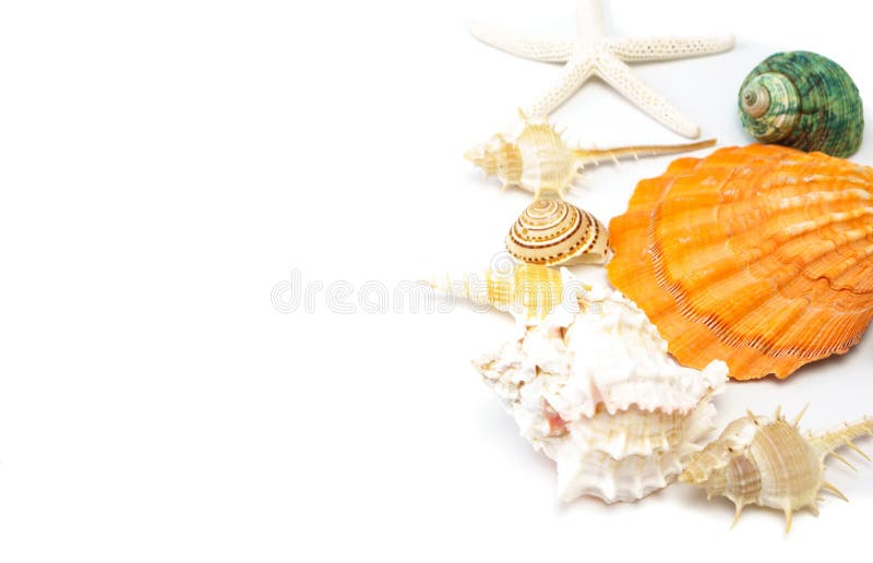 Sea Shells on a White Background Stock Photo - Image of variation ...