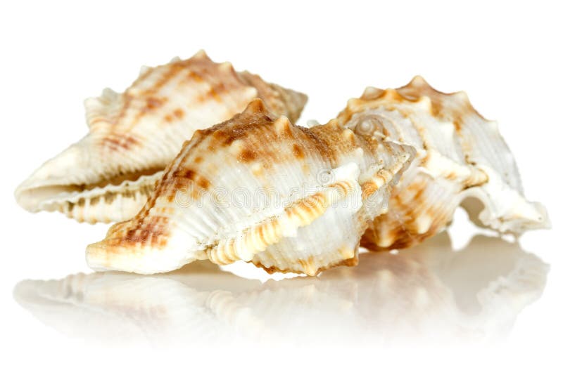Sea Shells on White Background Stock Photo - Image of wildlife, shell ...