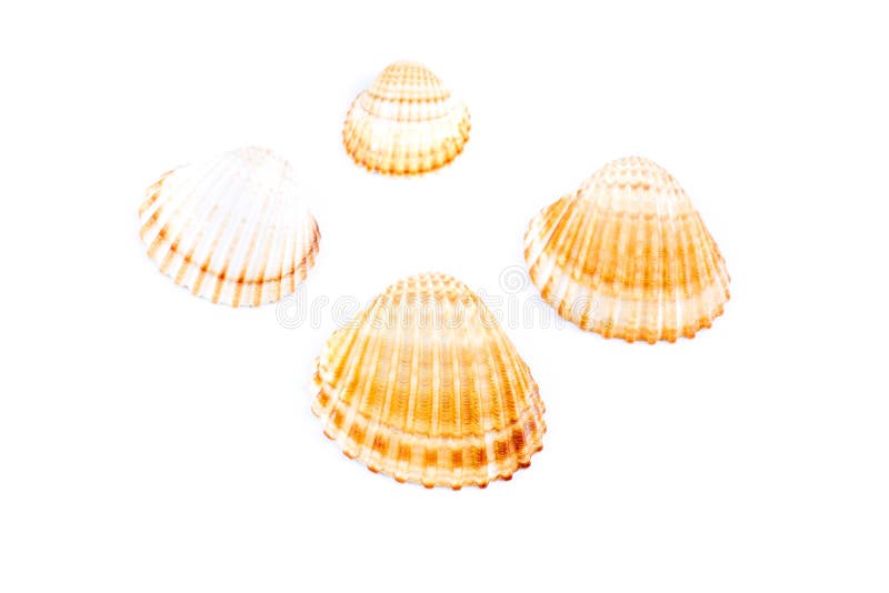 Shells on a White Background Stock Image - Image of shells, nature ...