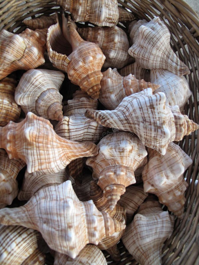Sea Shells in a Wicker Basket at the Market Stock Photo - Image of ...
