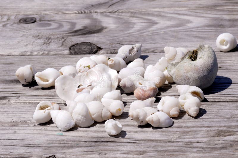 Sea shells on wood stock image. Image of shell, mother - 14811333