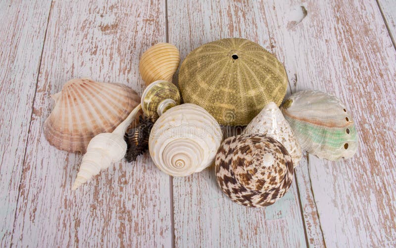 Sea Shells on the Wooden Floor Stock Photo - Image of copy, star: 202595674
