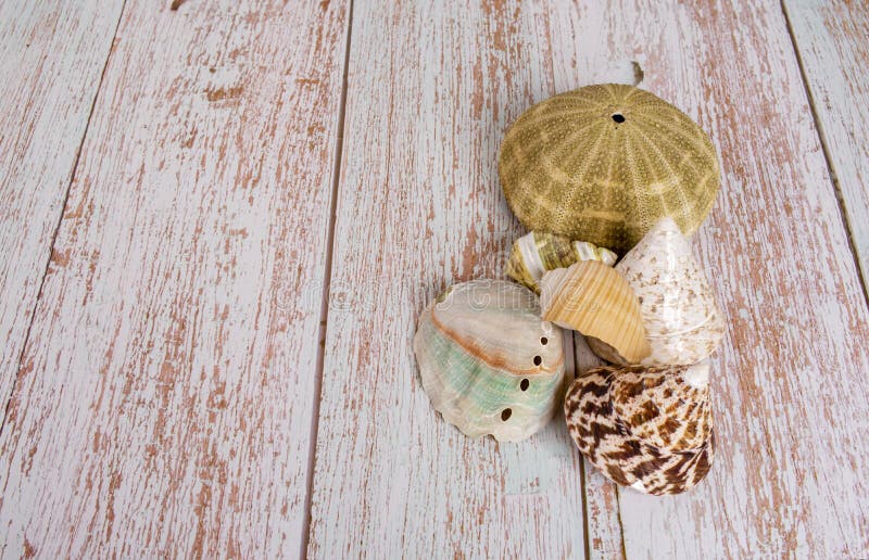Sea Shells on the Wooden Floor Stock Photo - Image of planks, nature ...