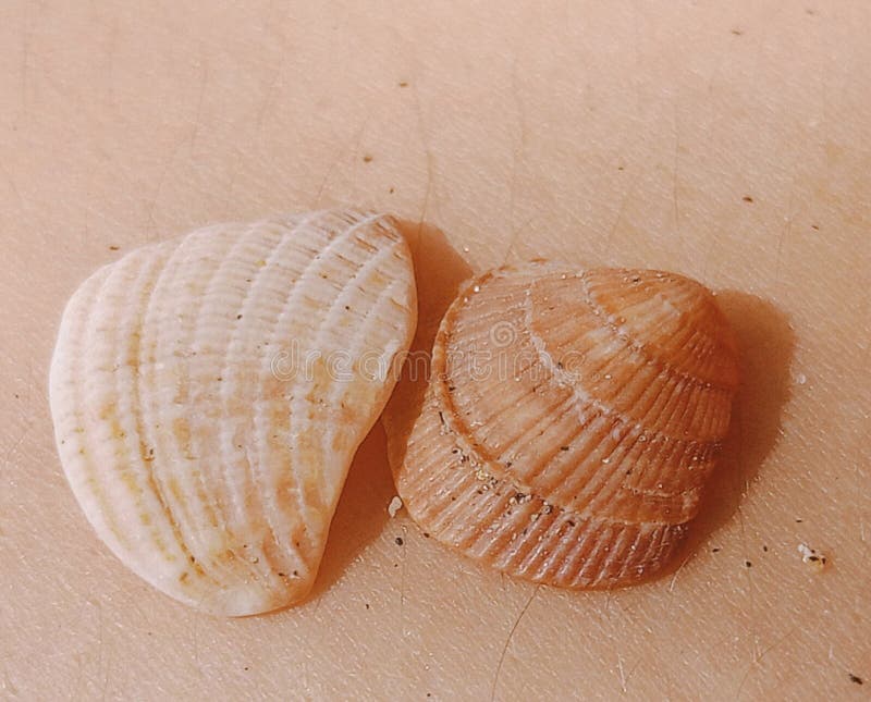 Sea shells on your skin stock photo. Image of nature - 328575802