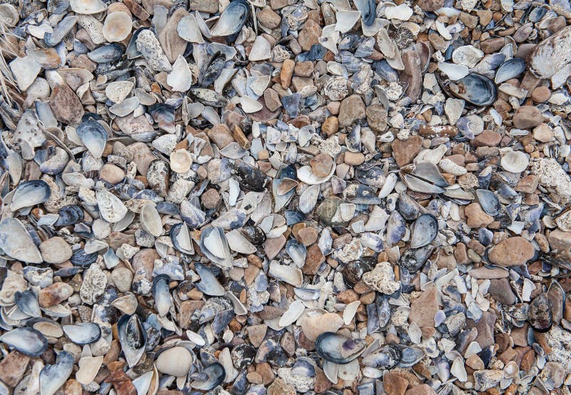 Sea Shore Abstract Background with Shells and Stones Texture Stock ...
