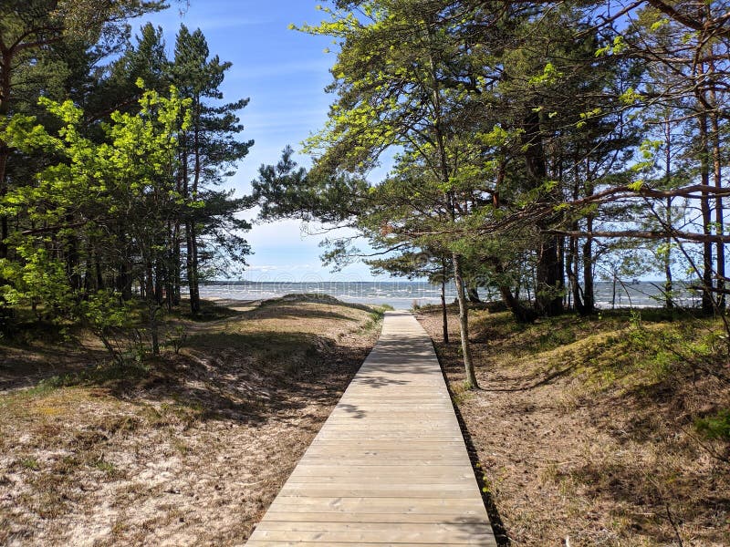 Sea Shore Beach Forest Trail Stock Image - Image of forestvtrail, soil ...