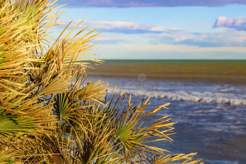 Sea shore with beach plant stock photo. Image of seashore - 224117124