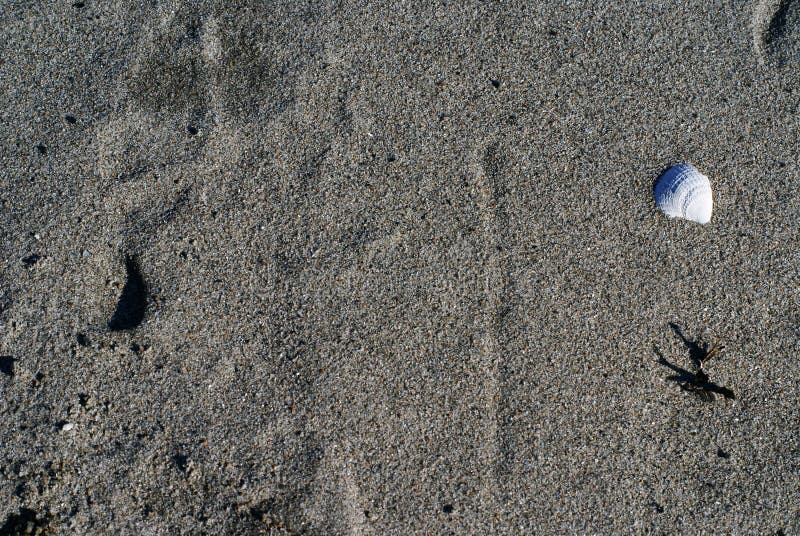 Sea Shore Details. Sand and Shells. Stock Image - Image of outside ...