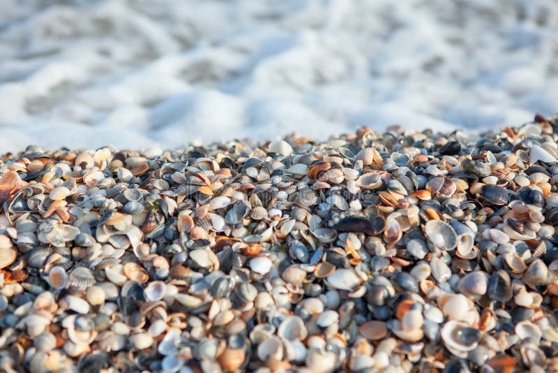 Sea shore full of shells stock image. Image of southern - 82151927