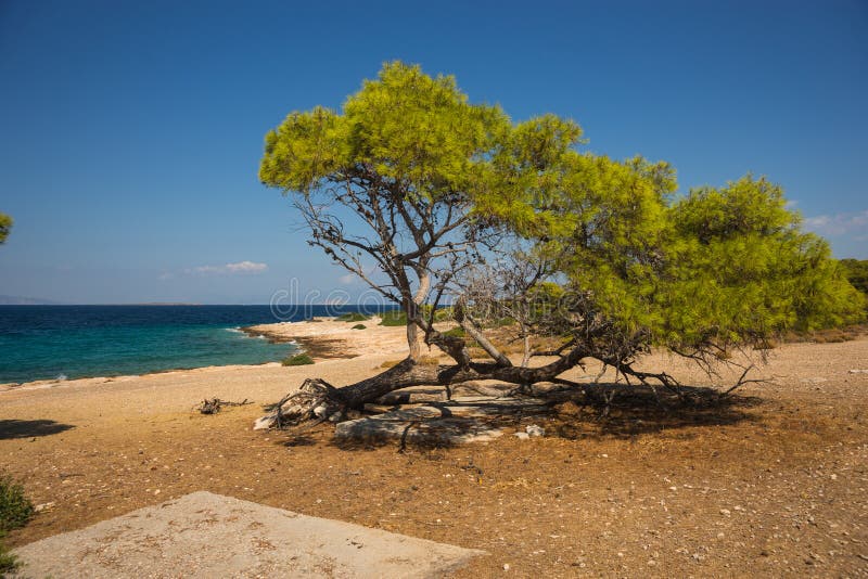 Sea Shore of the Island Moni, Saronida, Greece Stock Image - Image of ...