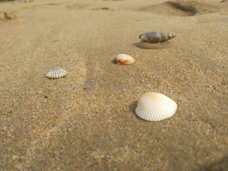 Sea shore nature stock image. Image of shore, noon, nature - 136871023