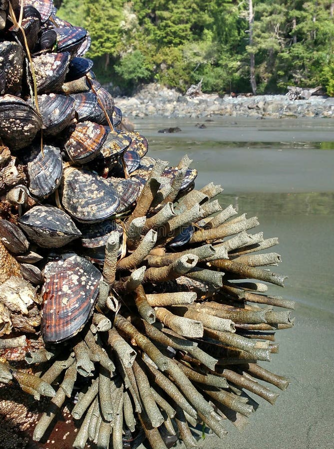 Muscles on a Rock at China Beach, Vancouver Island Stock Photo - Image ...