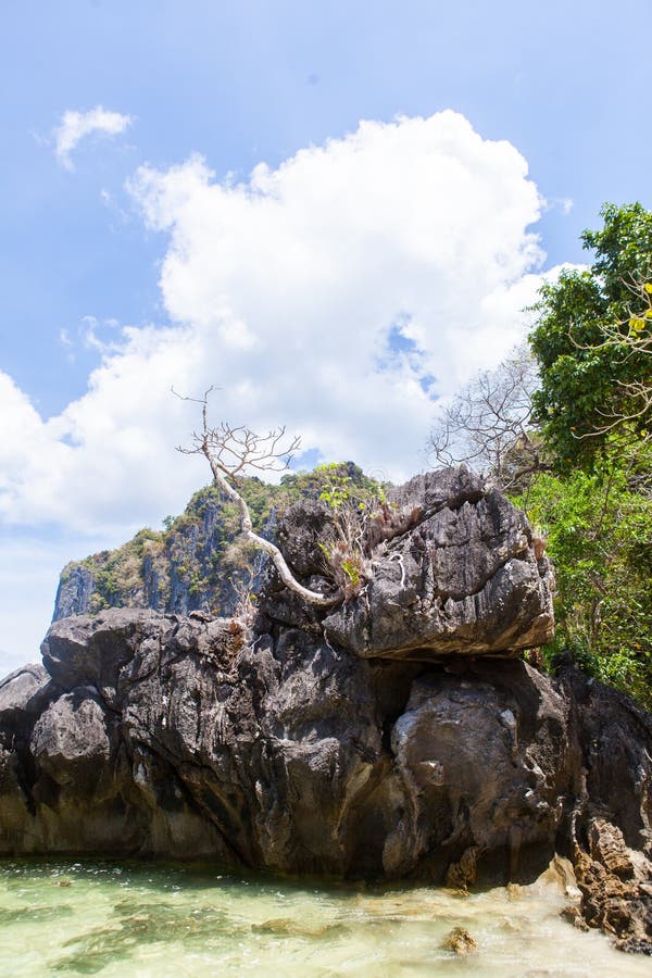 Sea shore with rocks stock image. Image of plant, paradise - 32500419