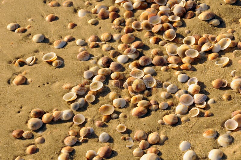 Sea shore texture stock photo. Image of golden, macro - 13366346