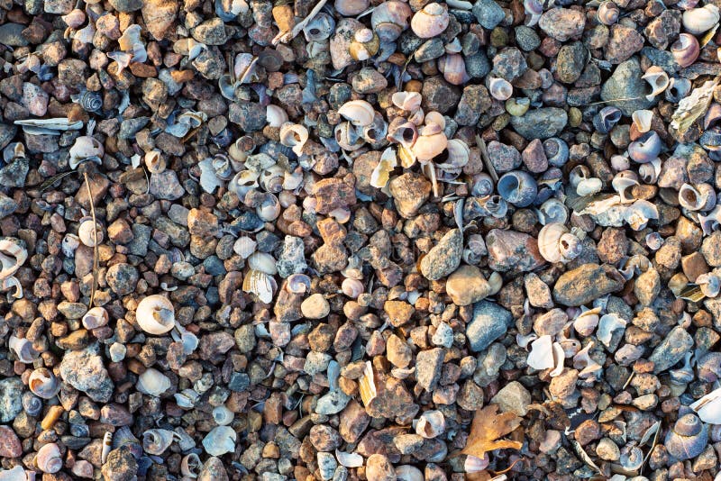 Sea Shore Texture Background with Little Stones and Shells in Light of ...