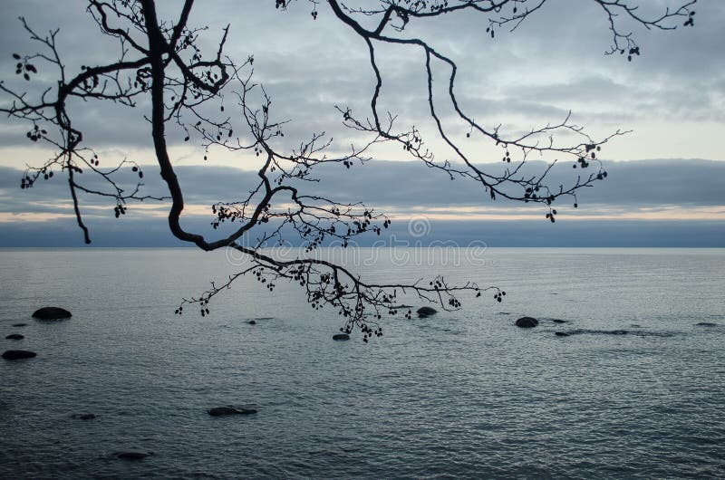 Sea Shore and Tree Branch in the Evening Stock Photo - Image of evening ...
