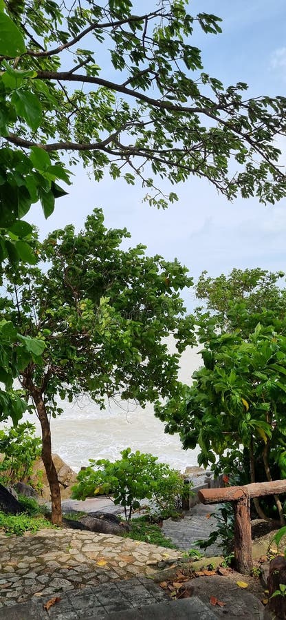 By the Sea Side Cliff Vacation Trees Beaches Ocean Stock Photo - Image ...