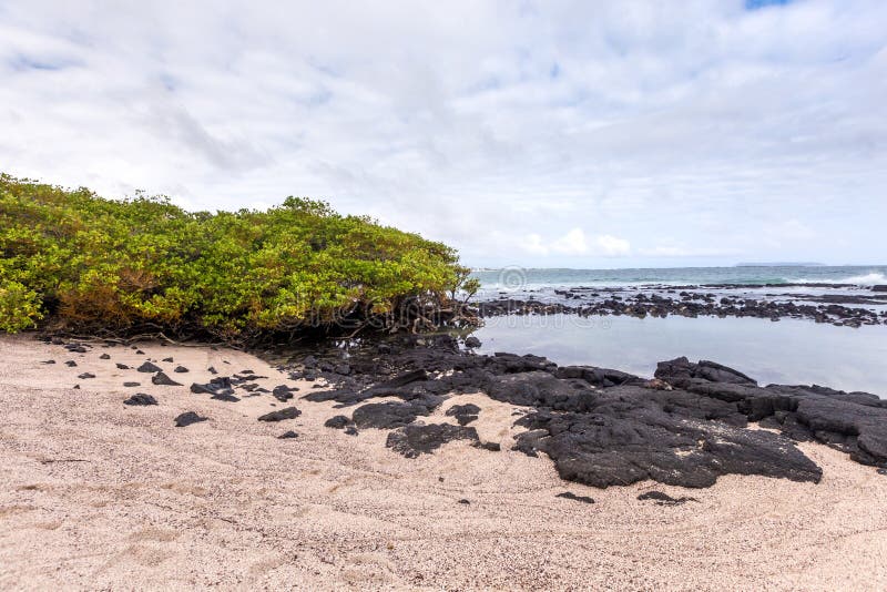 Sea Side Near Mangrove Forest ,Isabela Stock Image - Image of side ...