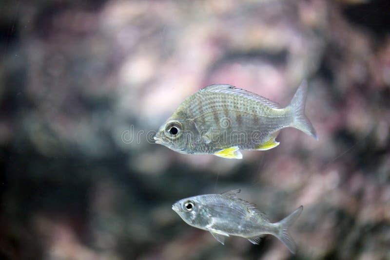 The Silver sea fish. stock image. Image of silver, aquarium - 47946697
