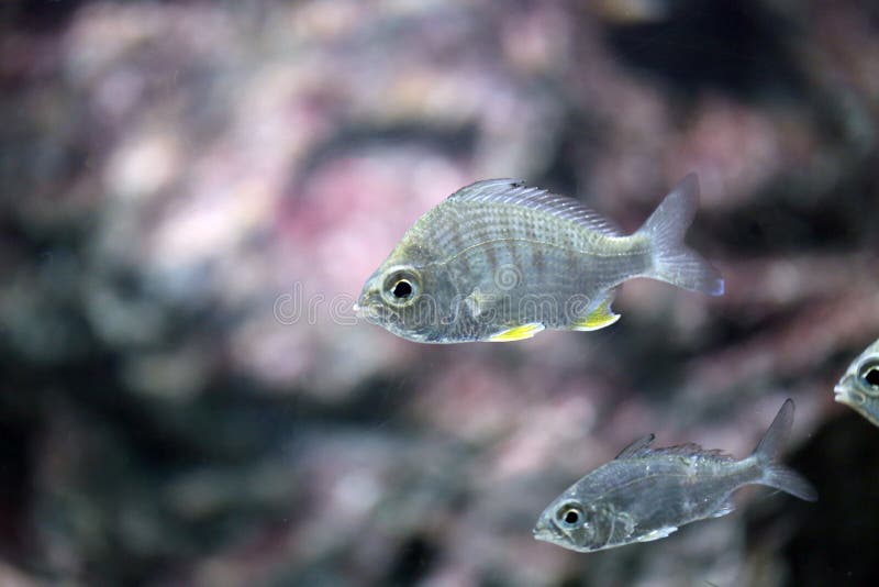 The Silver sea fish. stock image. Image of silver, aquarium - 47946697