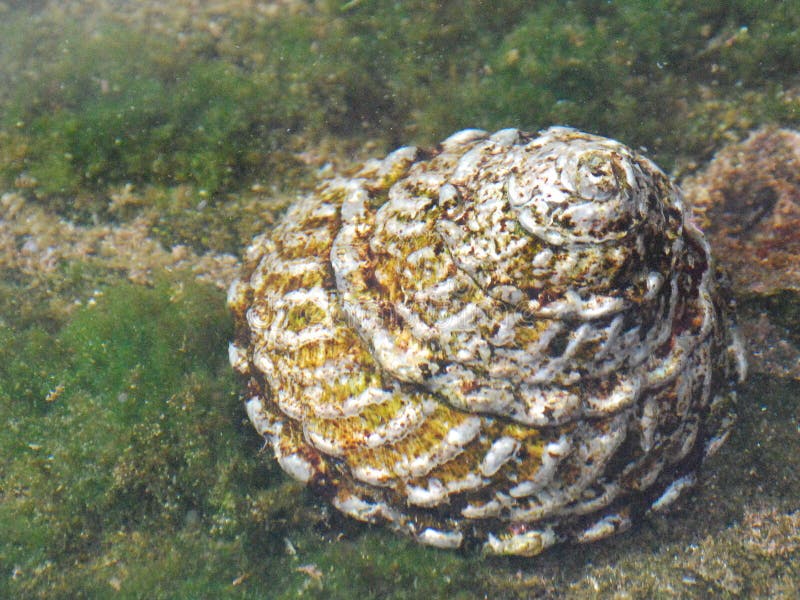 Sea slug stock image. Image of brown, shell, water, silver - 1810023