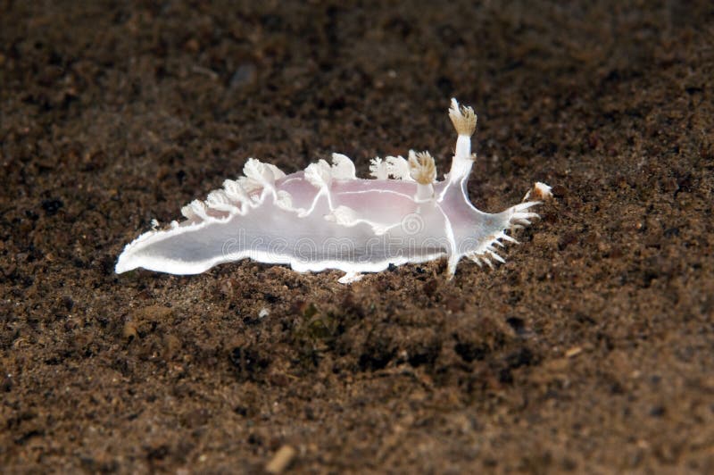 Sea Slug stock photo. Image of animal, undersea, marine - 27491976