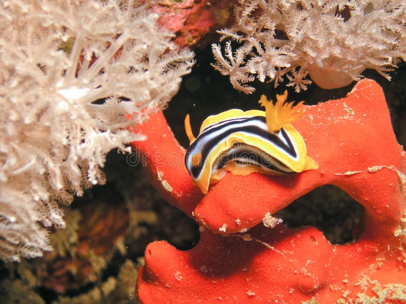 Sea Slug eating red sponge stock image. Image of animal - 6481419