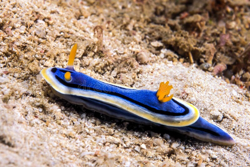 Sea Slug Nudibranch on Sand Stock Image - Image of reef, colorful ...