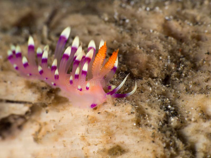 Nudibranch or sea slug stock photo. Image of colors, scuba - 9703028