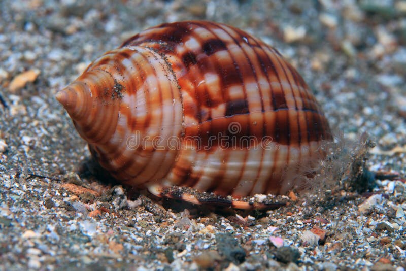 Marine Fossils stock photo. Image of museum, science, eyes - 505634