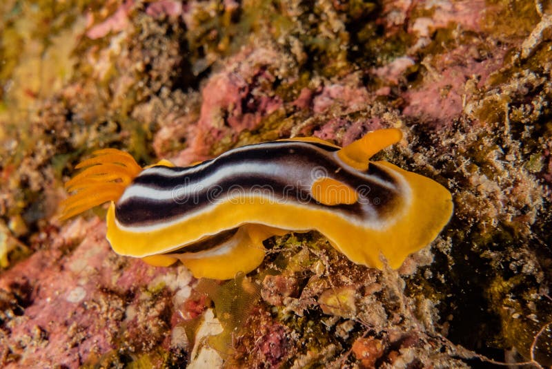 Sea slug in the Red Sea stock image. Image of aquatic - 162009761