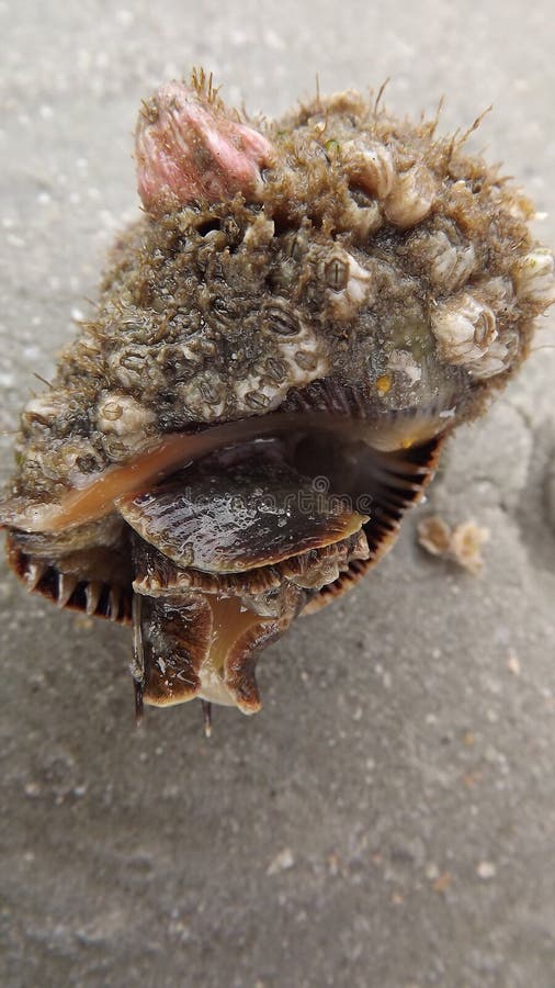 Sea Slug stock photo. Image of barnacles, slug, shell - 49040040