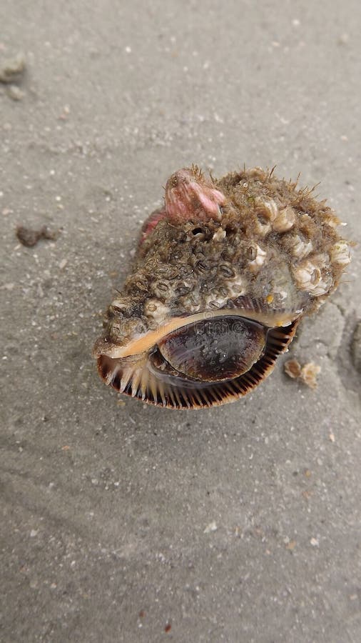 Sea Slug stock image. Image of sand, organism, marine - 49040045
