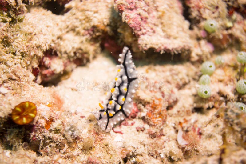 Sea slug stock image. Image of tropical, yellow, mollusk - 74533427