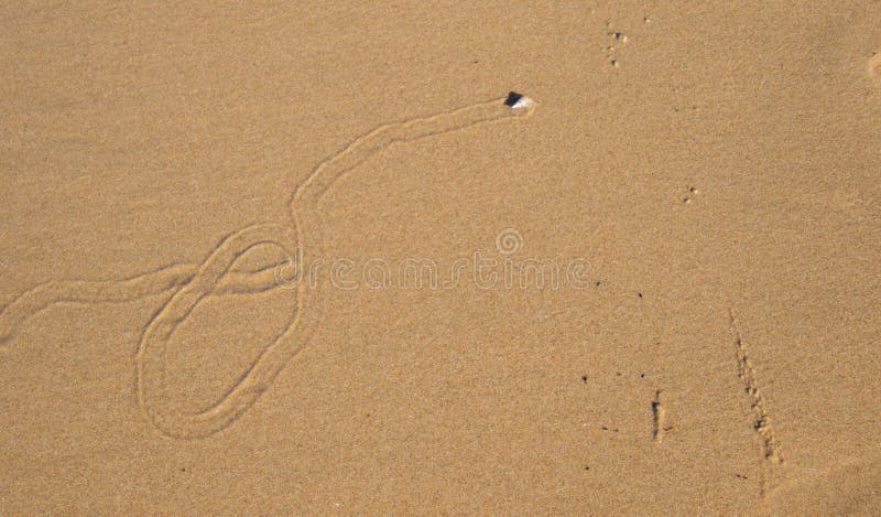 Sea Slugs of the South-Chinese Sea Stock Photo - Image of invertebrate ...