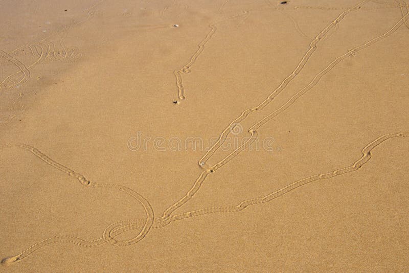 Sea Slugs of the South-Chinese Sea Stock Photo - Image of invertebrate ...