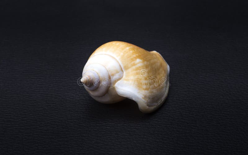 Smooth conch seashell stock image. Image of travel, beach - 13630953