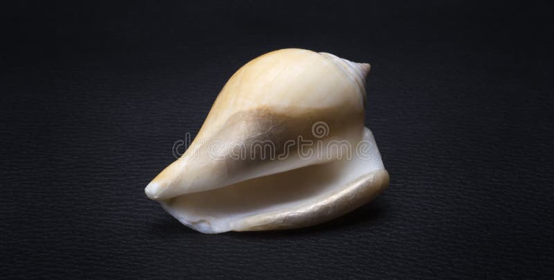 Smooth conch seashell stock image. Image of travel, beach - 13630953