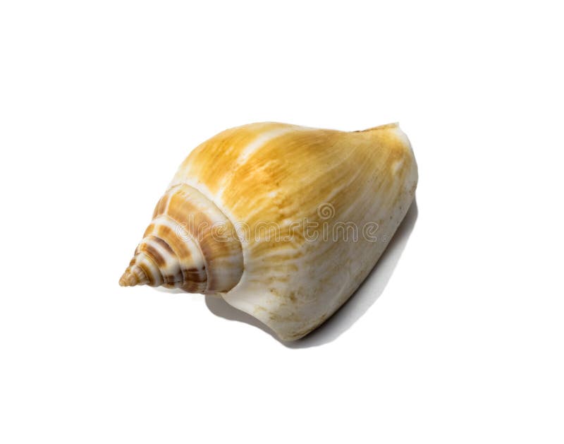 Smooth conch seashell stock image. Image of travel, beach - 13630953