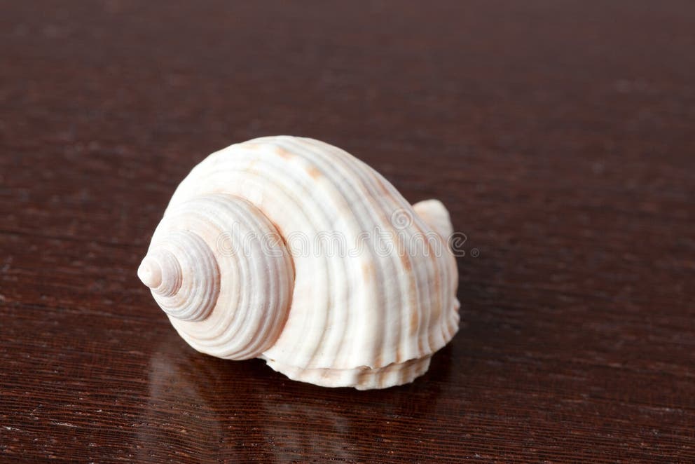 Sea snail stock image. Image of curled, single, rough - 13836753