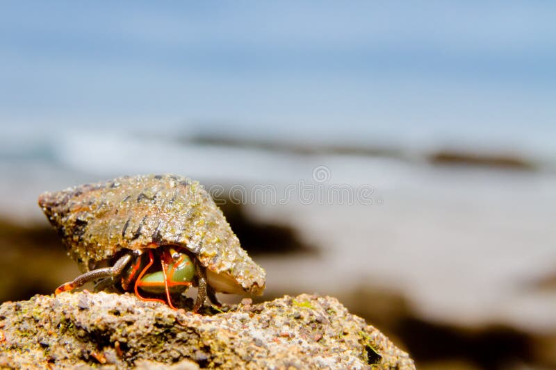 Sea snail on the beach stock image. Image of shellfish - 25123585
