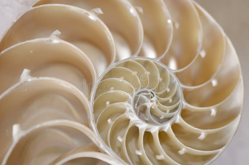 Sea snail conch stock image. Image of water, animals - 33166149