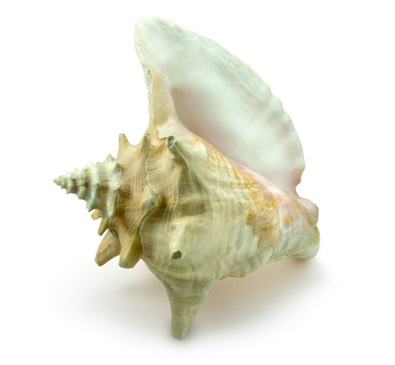 Sea Snail Conch Shell stock photo. Image of white, ocean - 5309548