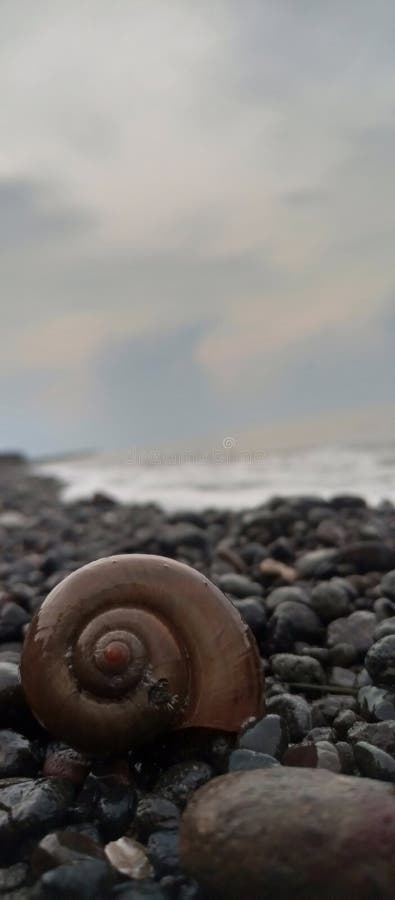 Sea snail. Sea. Snail.rock stock photo. Image of snow - 261973158