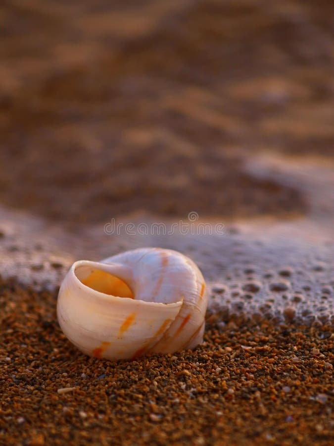 Sea snail at sandy beach stock image. Image of coast - 25182191