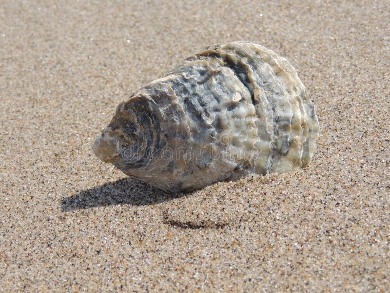 Sea Snail, Seashell, Terrestrial Animal, Snail Picture. Image: 94593314