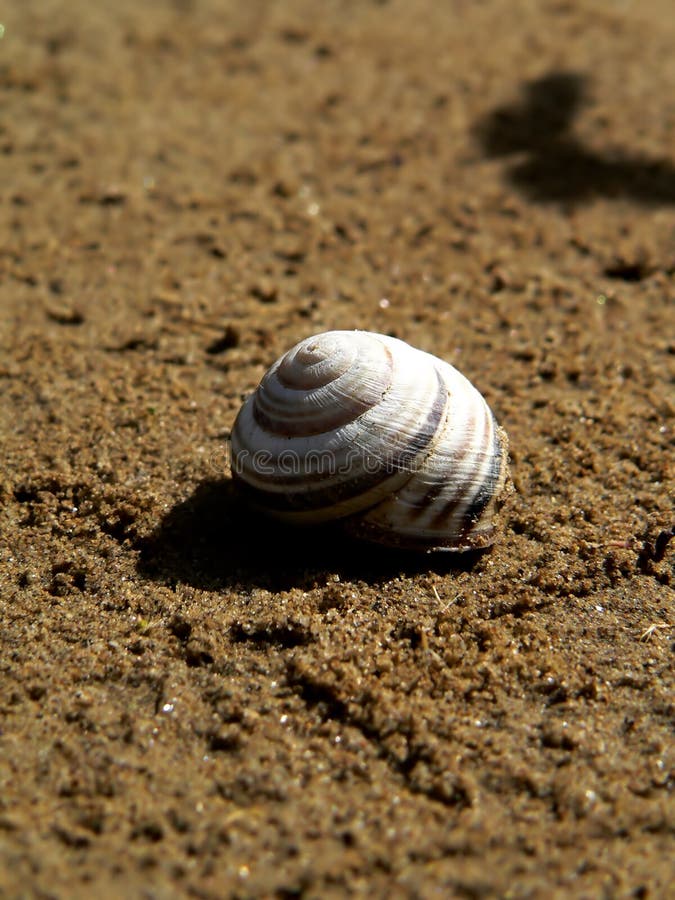 Sea Snail Shell Picture. Image: 1221316